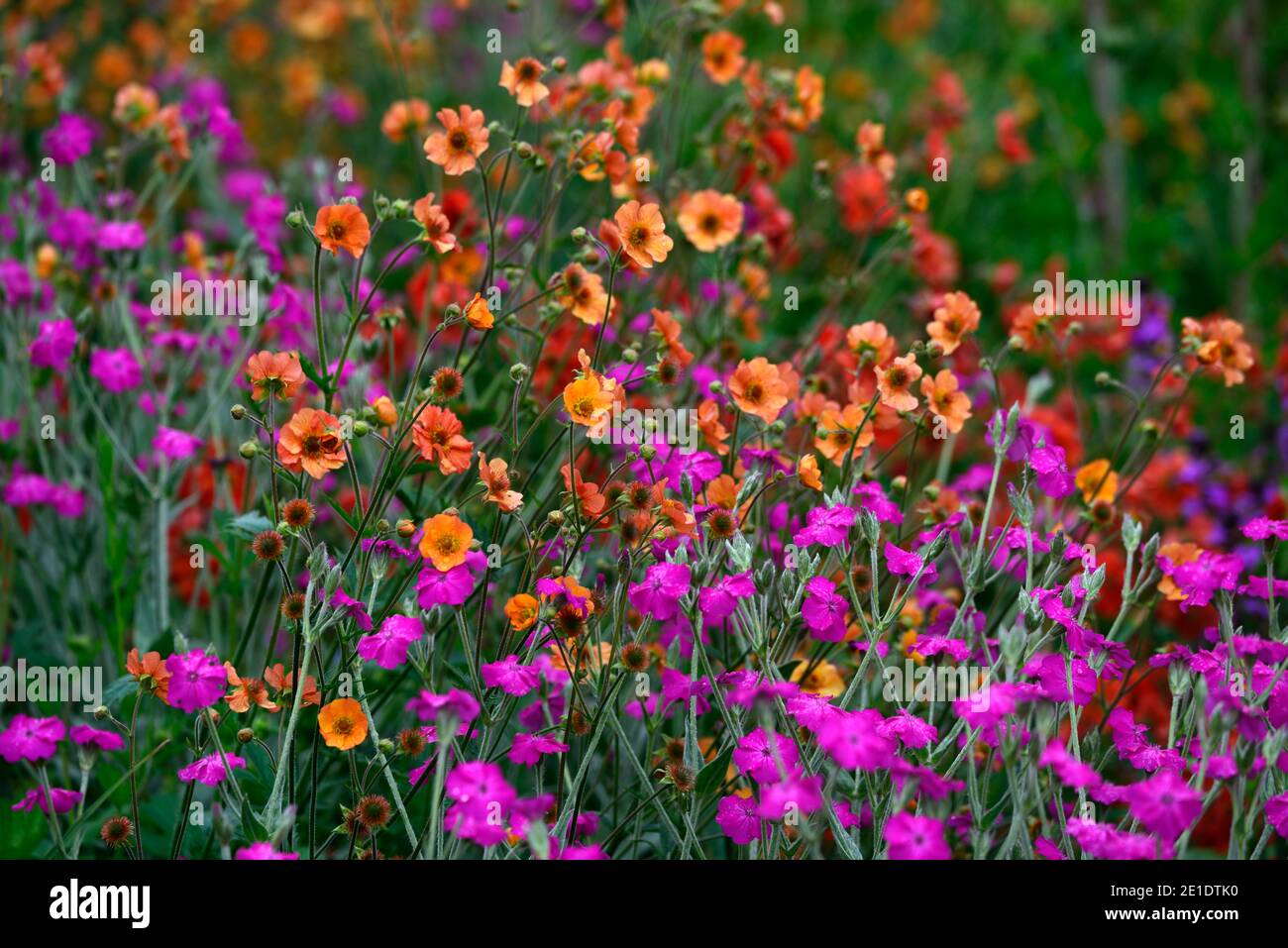 Lychnis Hill Grounds,Rose campion Hill Grounds,magenta pink flowers ...