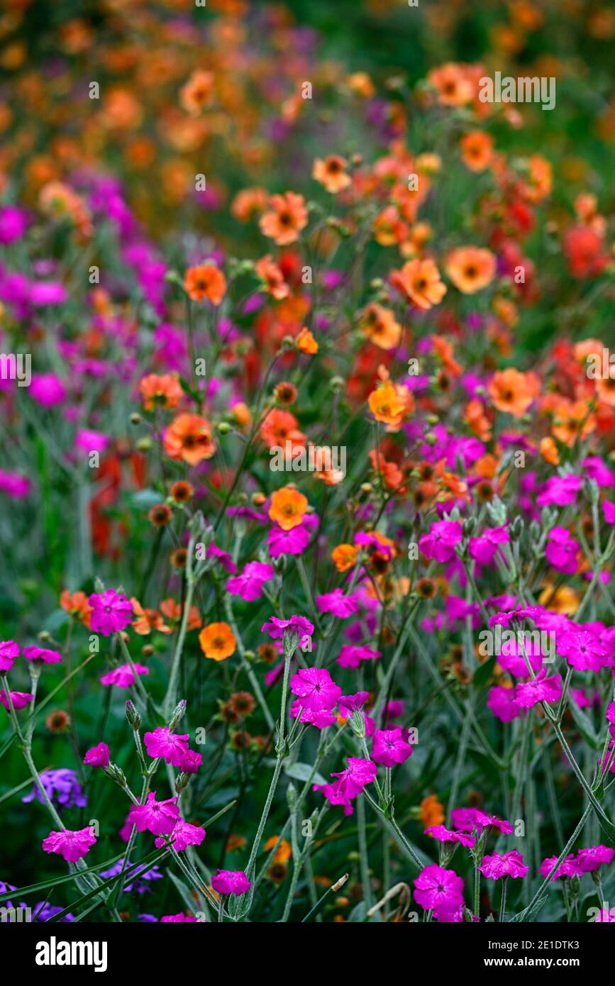 Rose campion pink flower hi-res stock photography and images - Alamy