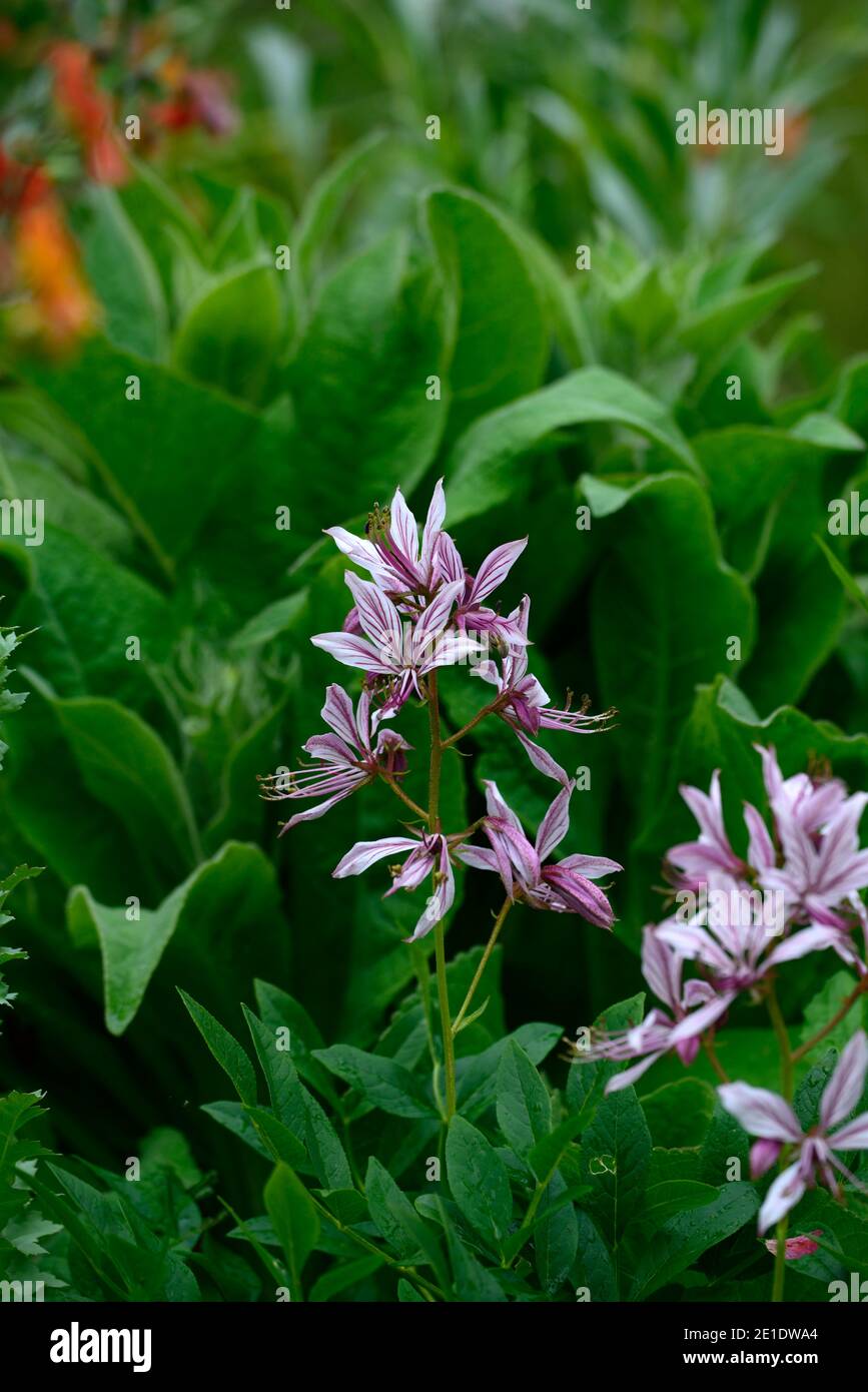 White dittany hi-res stock photography and images - Alamy