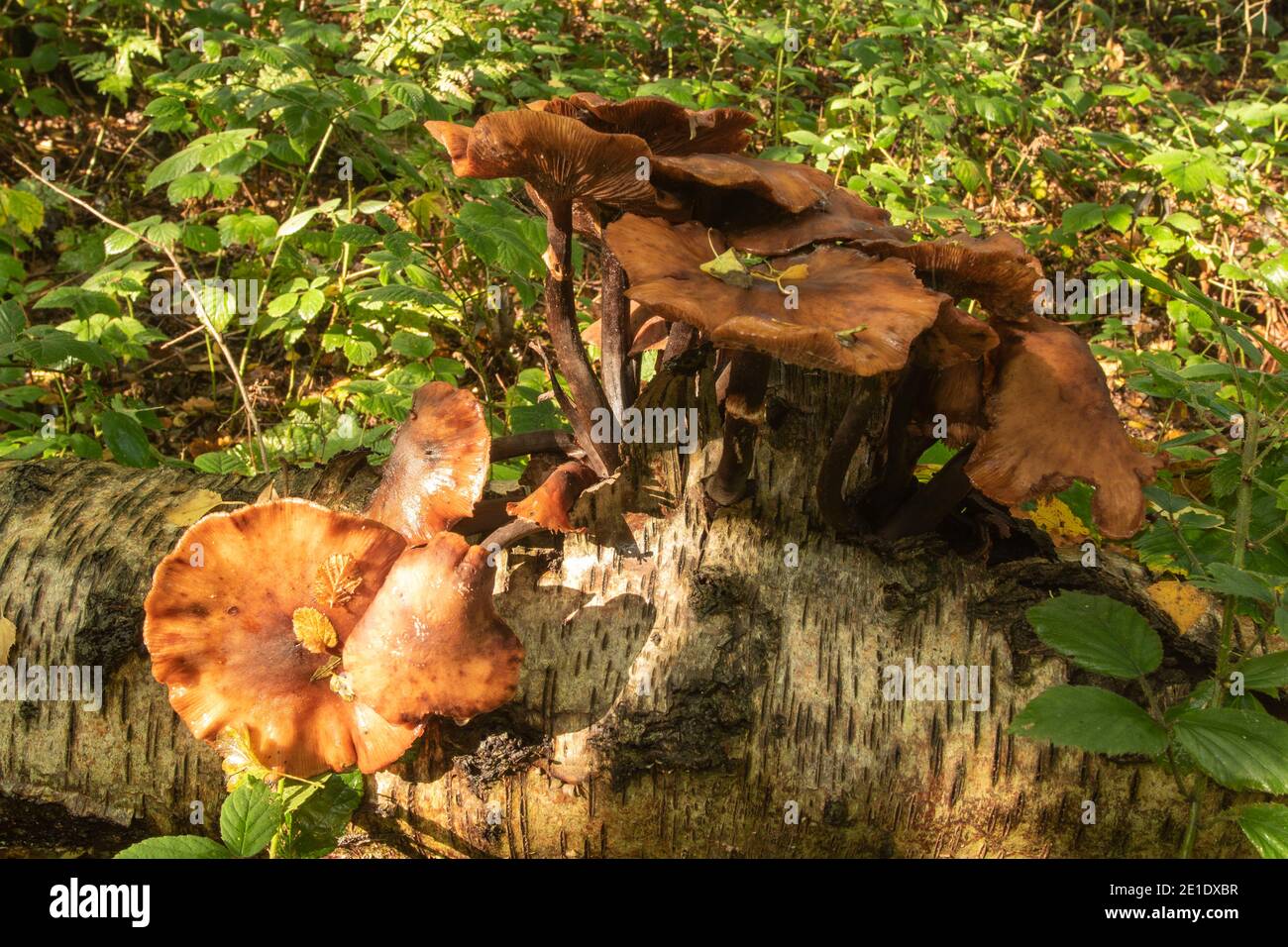 Intimate landscape with bark fungi exploding out of a rotting tree on ...