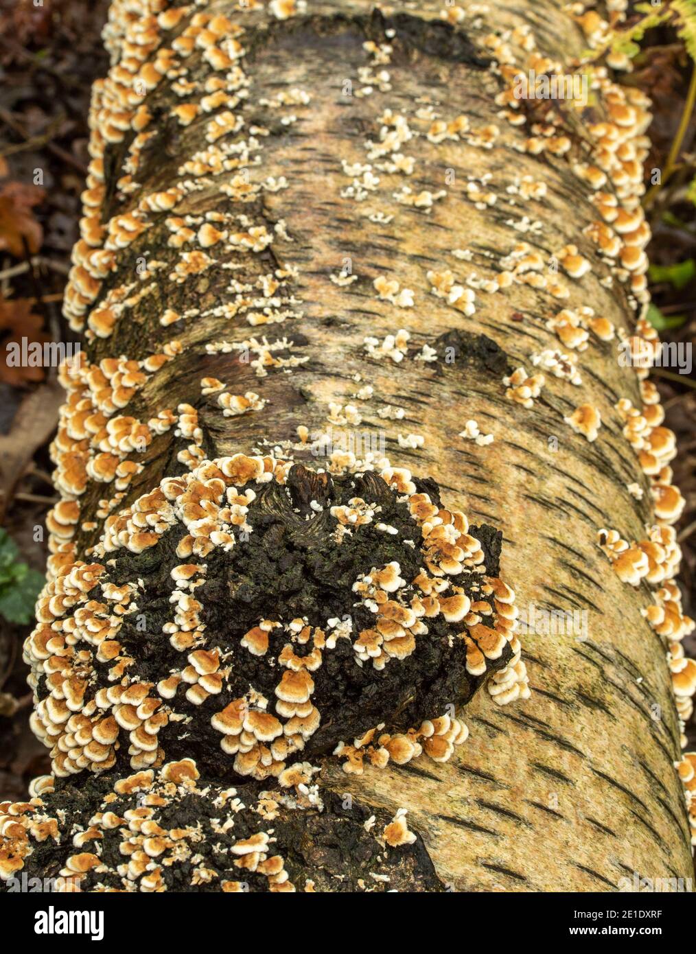 Birch polypore erupting out of a fallen branch on mass, natural ...