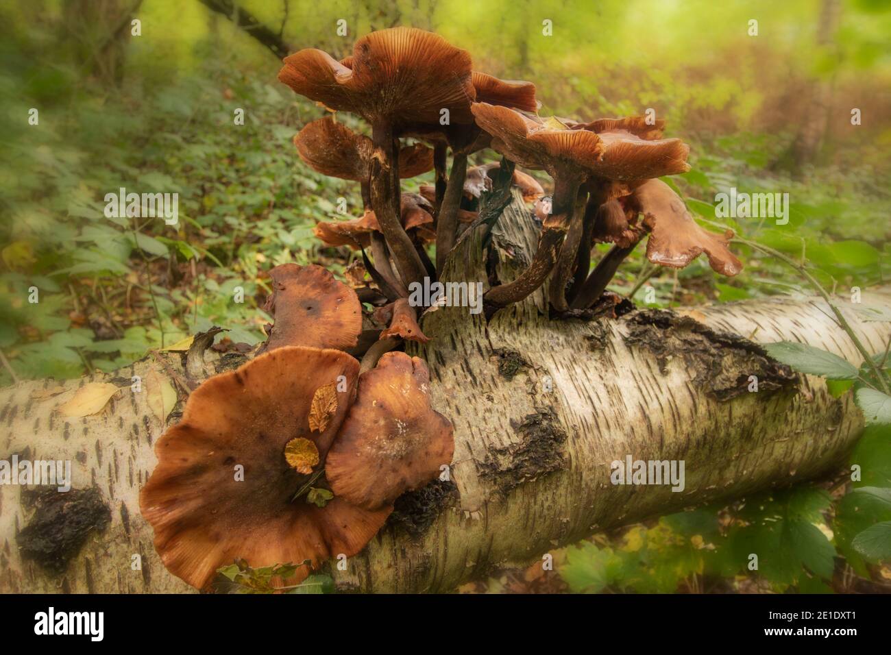 Intimate landscape with bark fungi exploding out of a rotting tree on ...