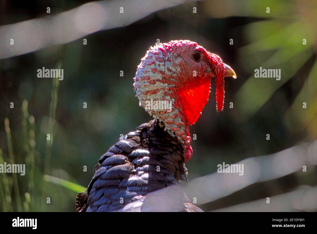 The wild turkey (Meleagris gallopavo) is an upland ground bird Stock ...