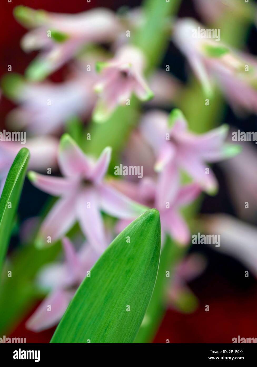 Beautiful Hyacinth flowers in close-up, beauty in nature Stock Photo ...