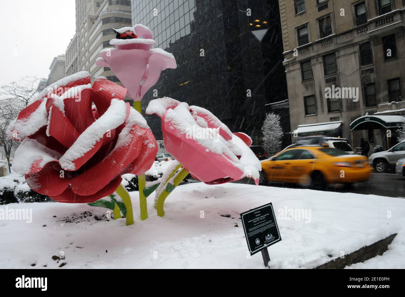 Painted roses 'planted' on Park Avenue between 57th and 67th street are ...