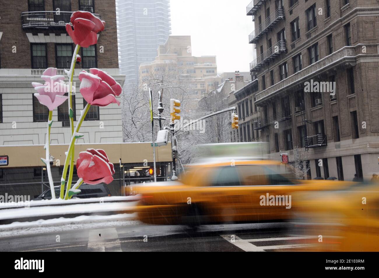 Painted roses 'planted' on Park Avenue between 57th and 67th street are ...