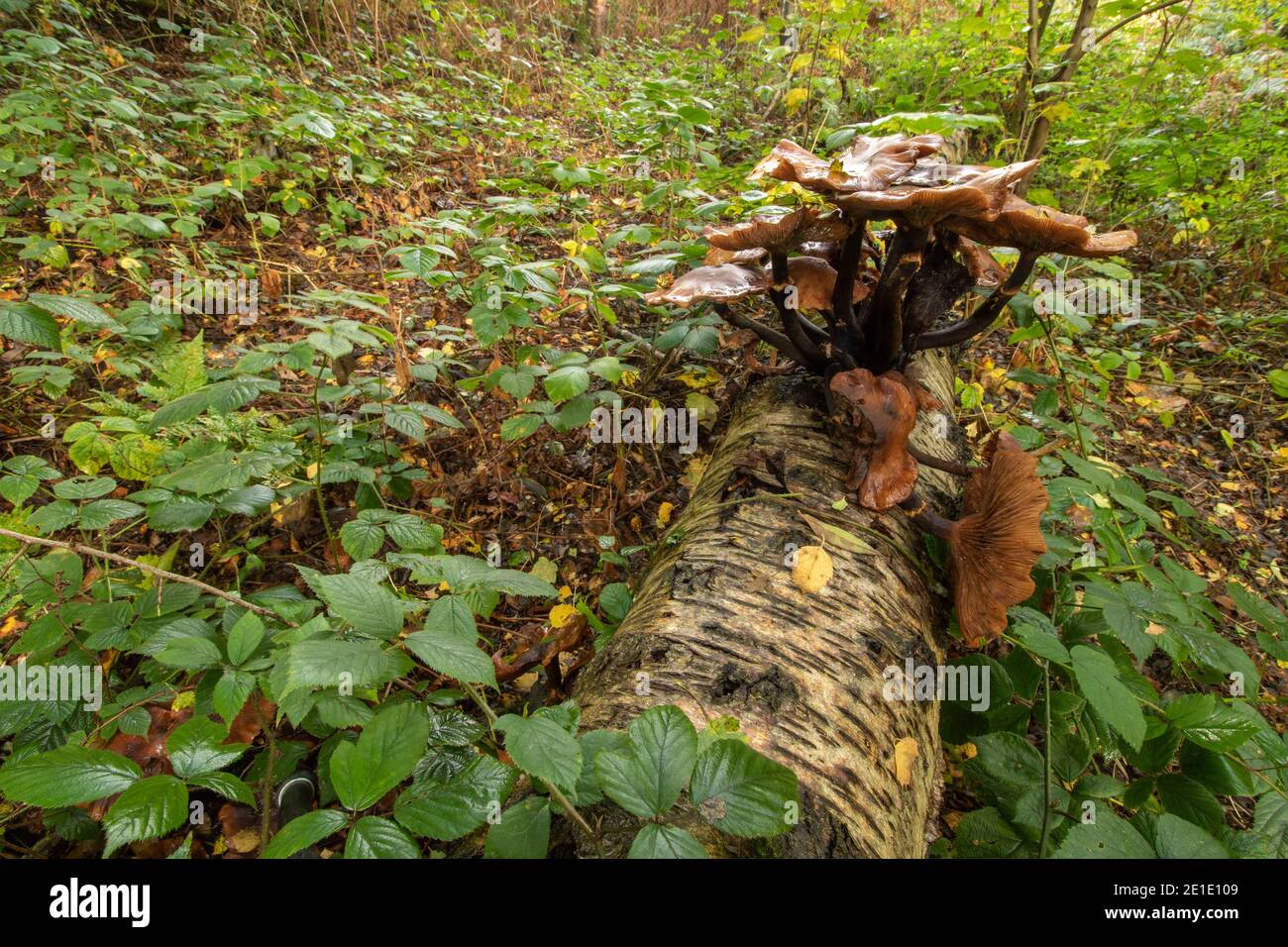 Intimate landscape with bark fungi exploding out of a rotting tree on ...