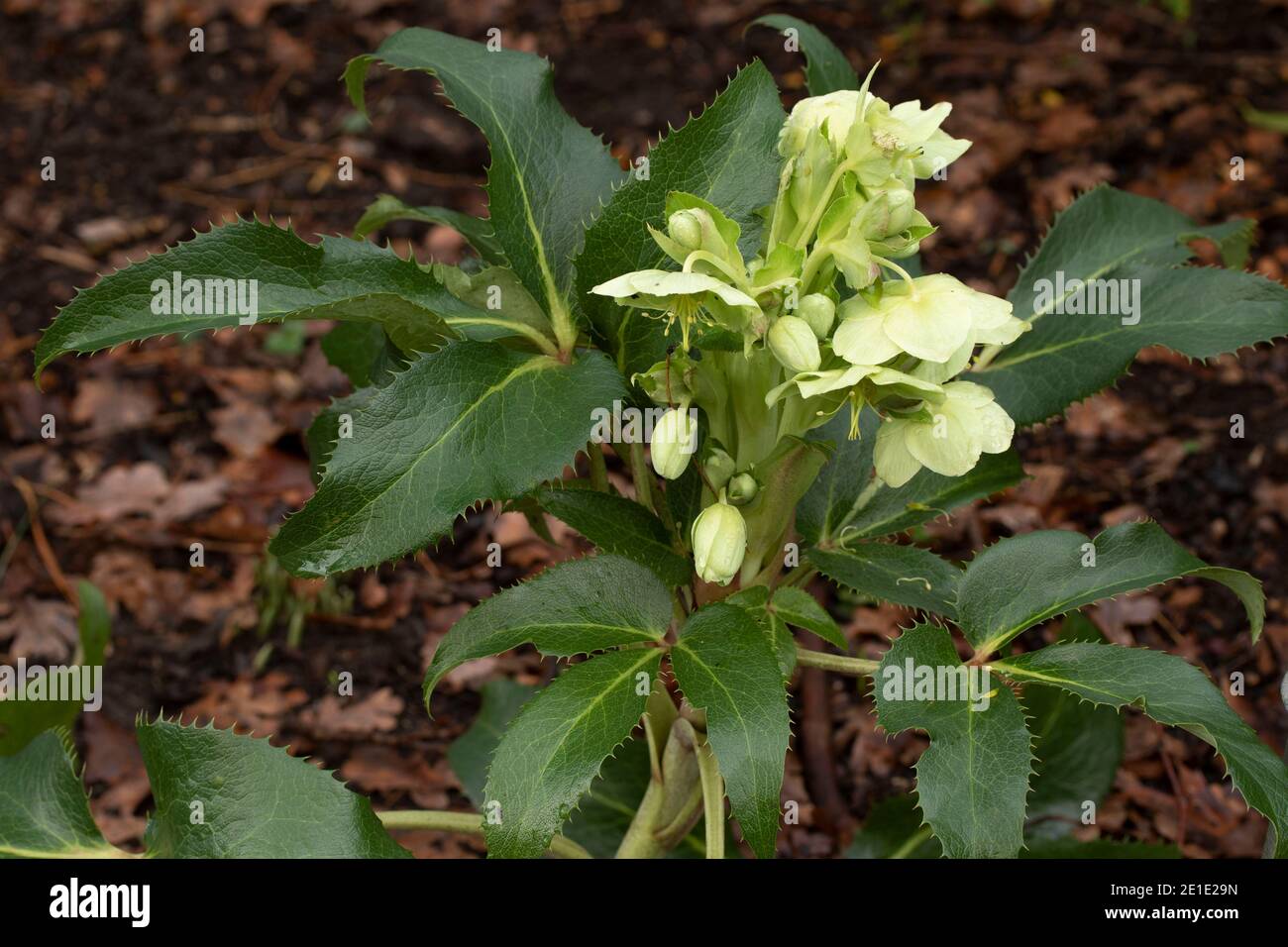 Helleborus Argutifolius in full flower (late winter), natural garden ...