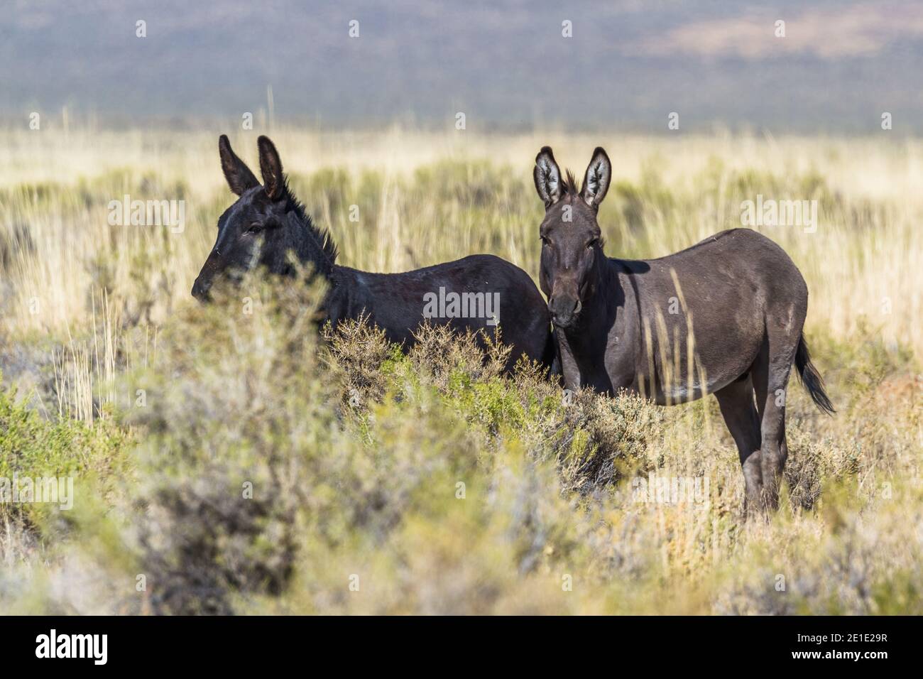 Wild burros just north of the Sheldon National Wildlife Refuge, in ...