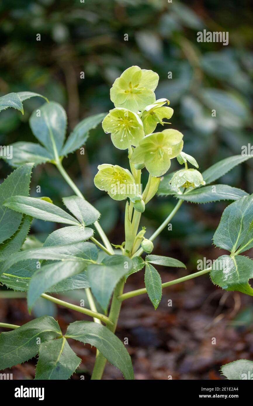 Helleborus Argutifolius in full flower (late winter), natural garden ...