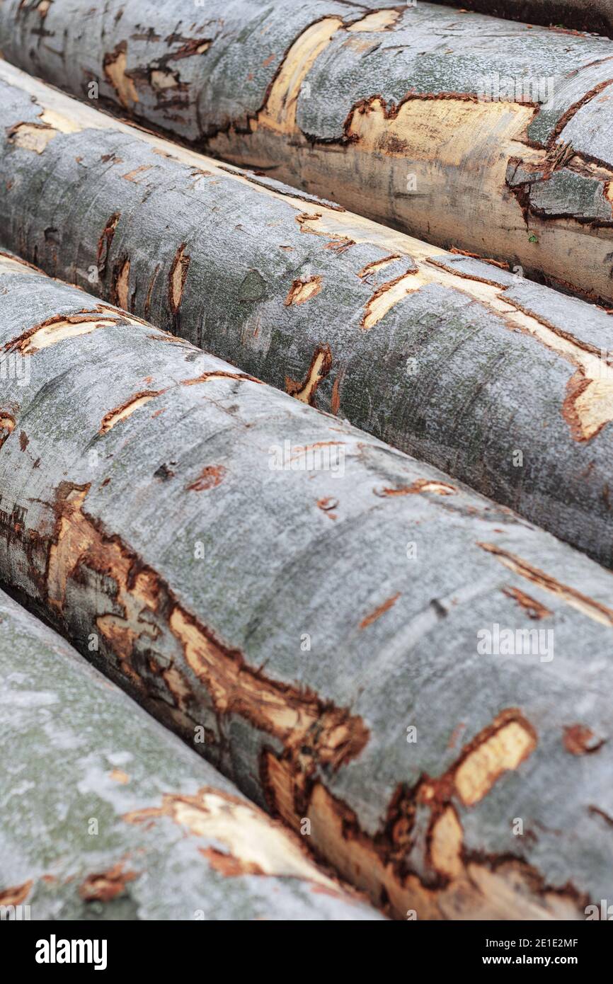 Fire with beechwood hi-res stock photography and images - Alamy