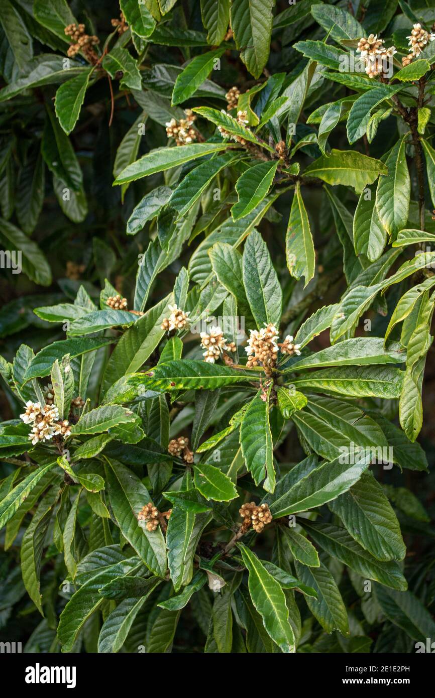 Tanaka tree hi-res stock photography and images - Alamy