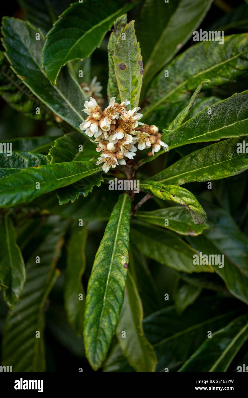 Eriobotrya japonica (Loquat tree) with buds in mid-winter Stock Photo ...