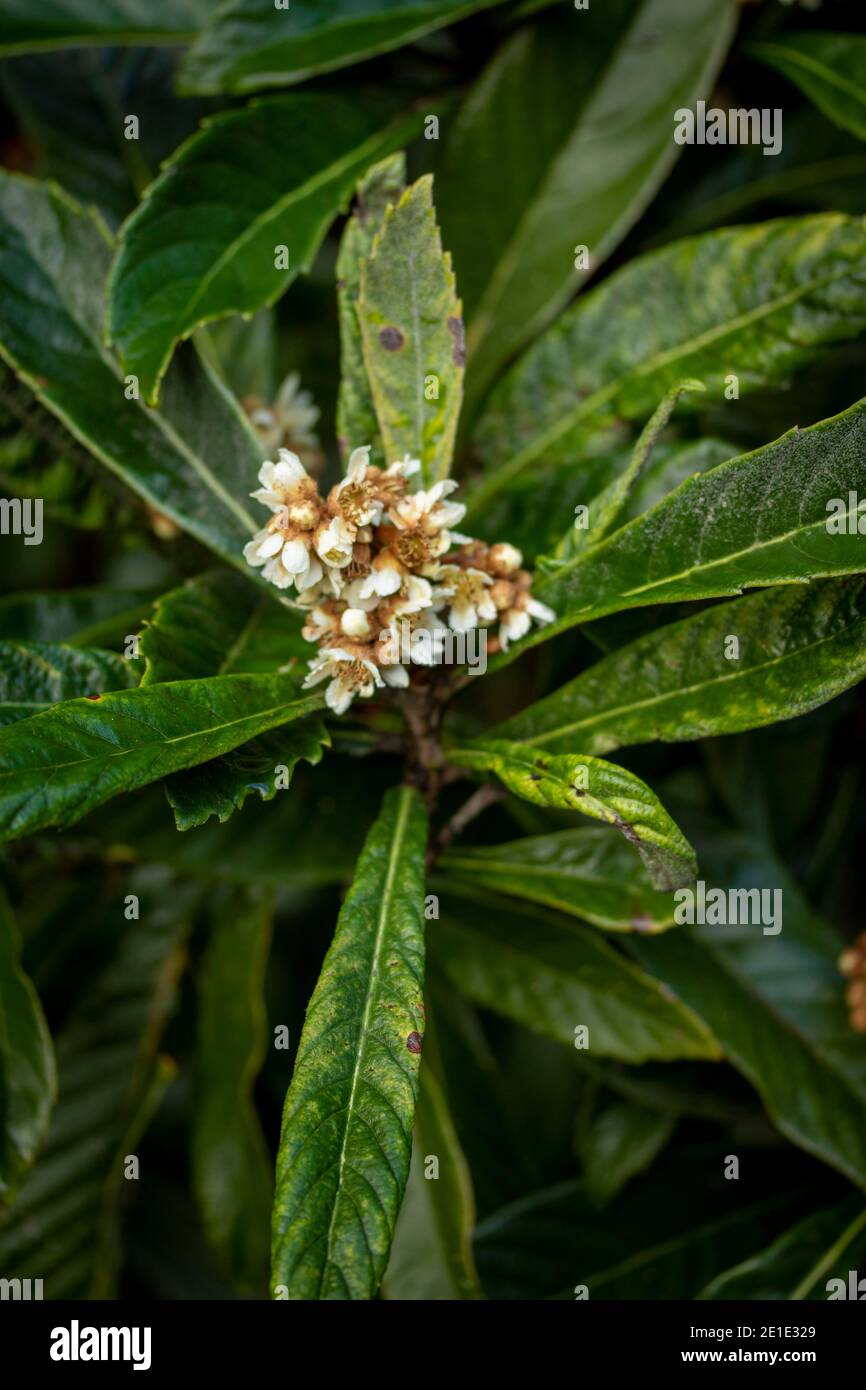 Tanaka tree hi-res stock photography and images - Alamy