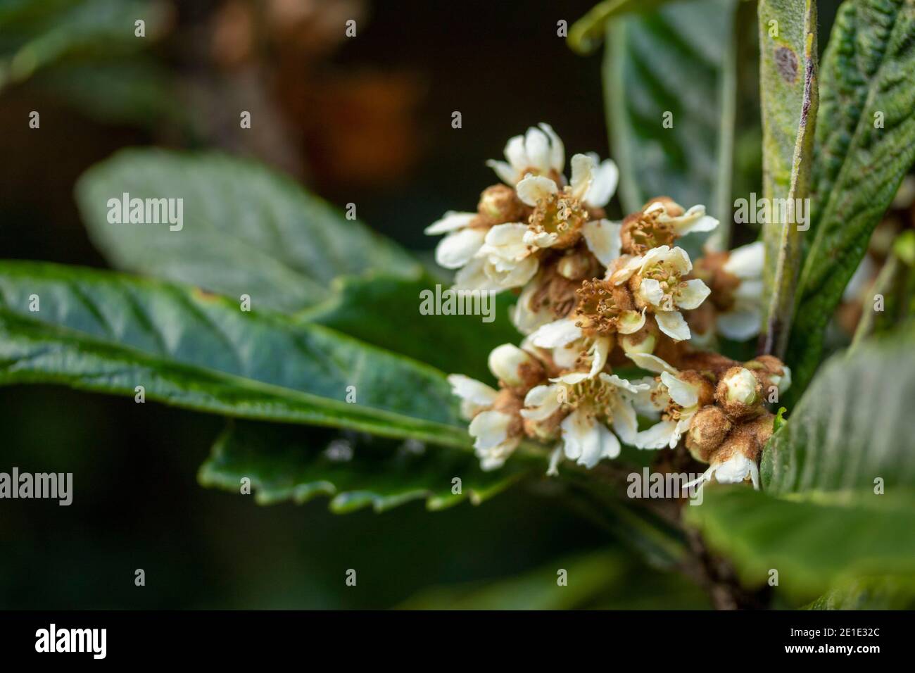 Eriobotrya japonica (Loquat tree) with buds in mid-winter Stock Photo ...