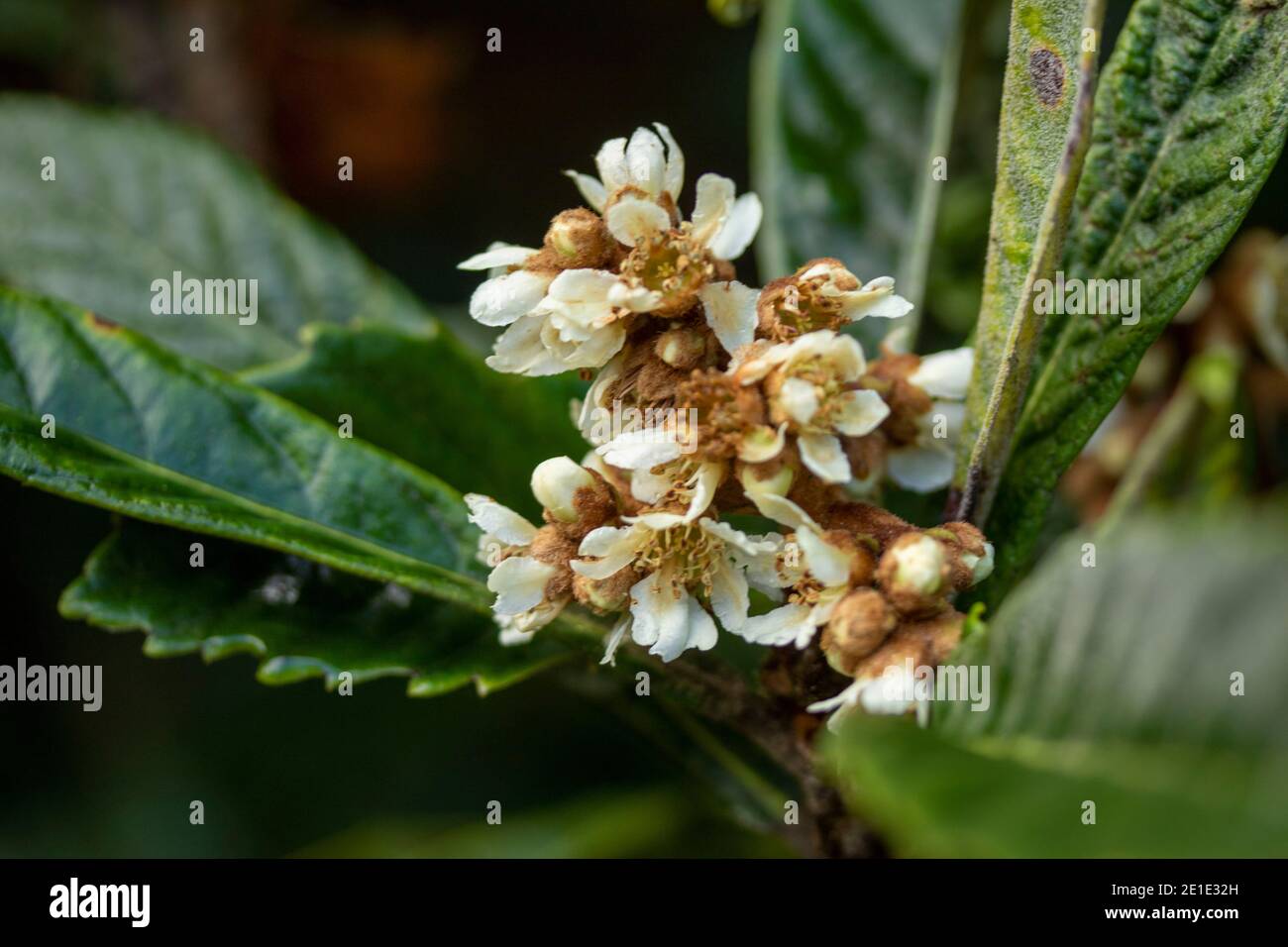 Tanaka tree hi-res stock photography and images - Alamy