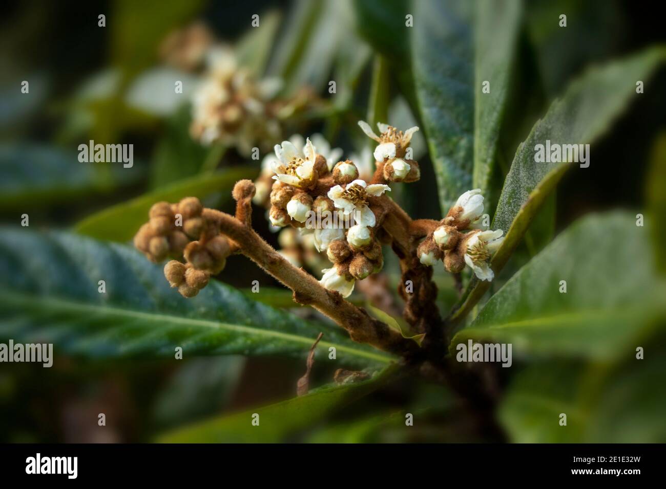 Loquat sugar hi-res stock photography and images - Alamy
