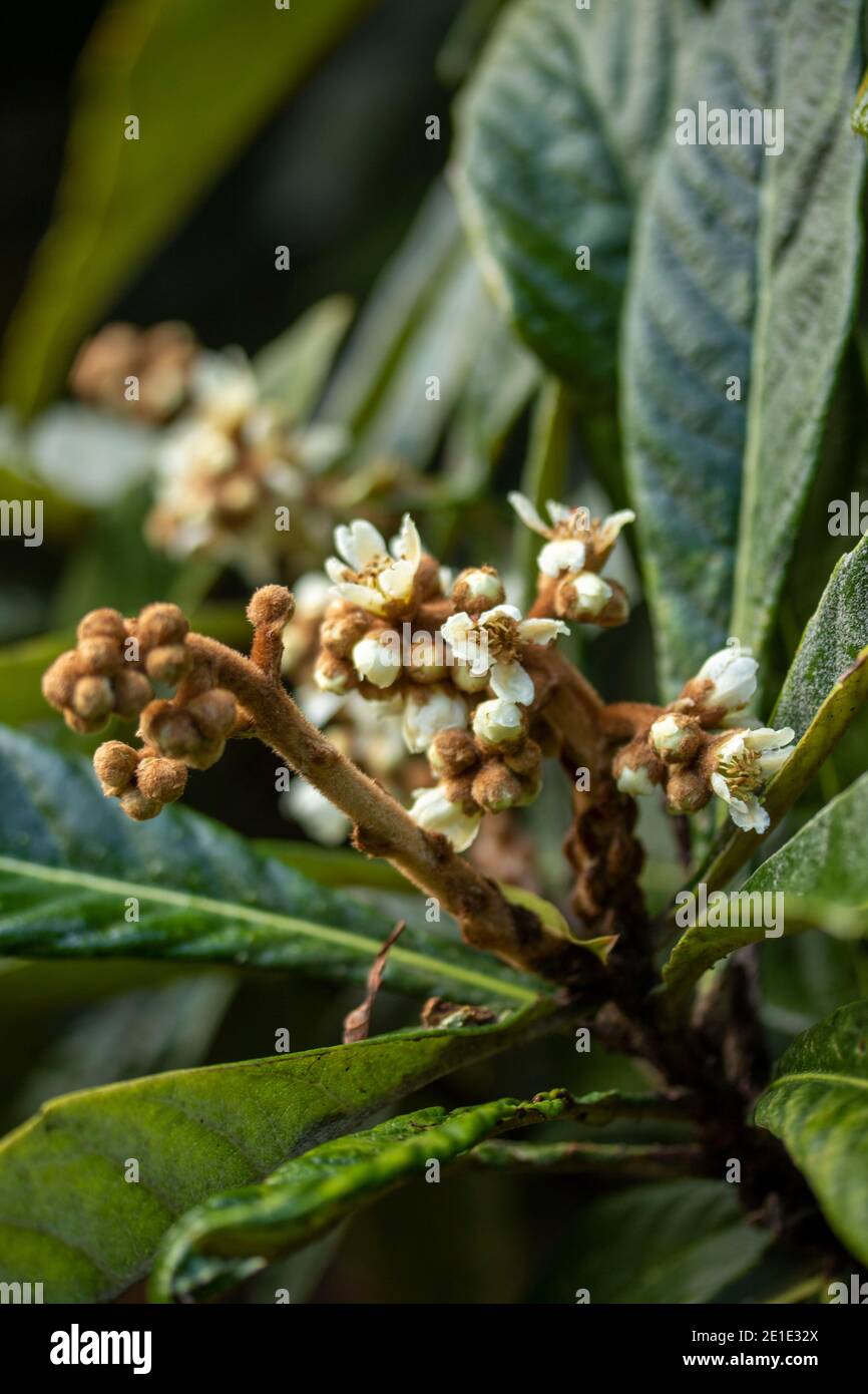 Eriobotrya japonica (Loquat tree) with buds in mid-winter Stock Photo ...