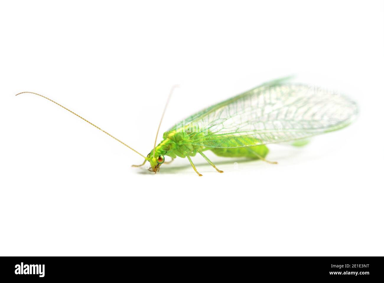 Entomology and lacewing hi-res stock photography and images - Alamy