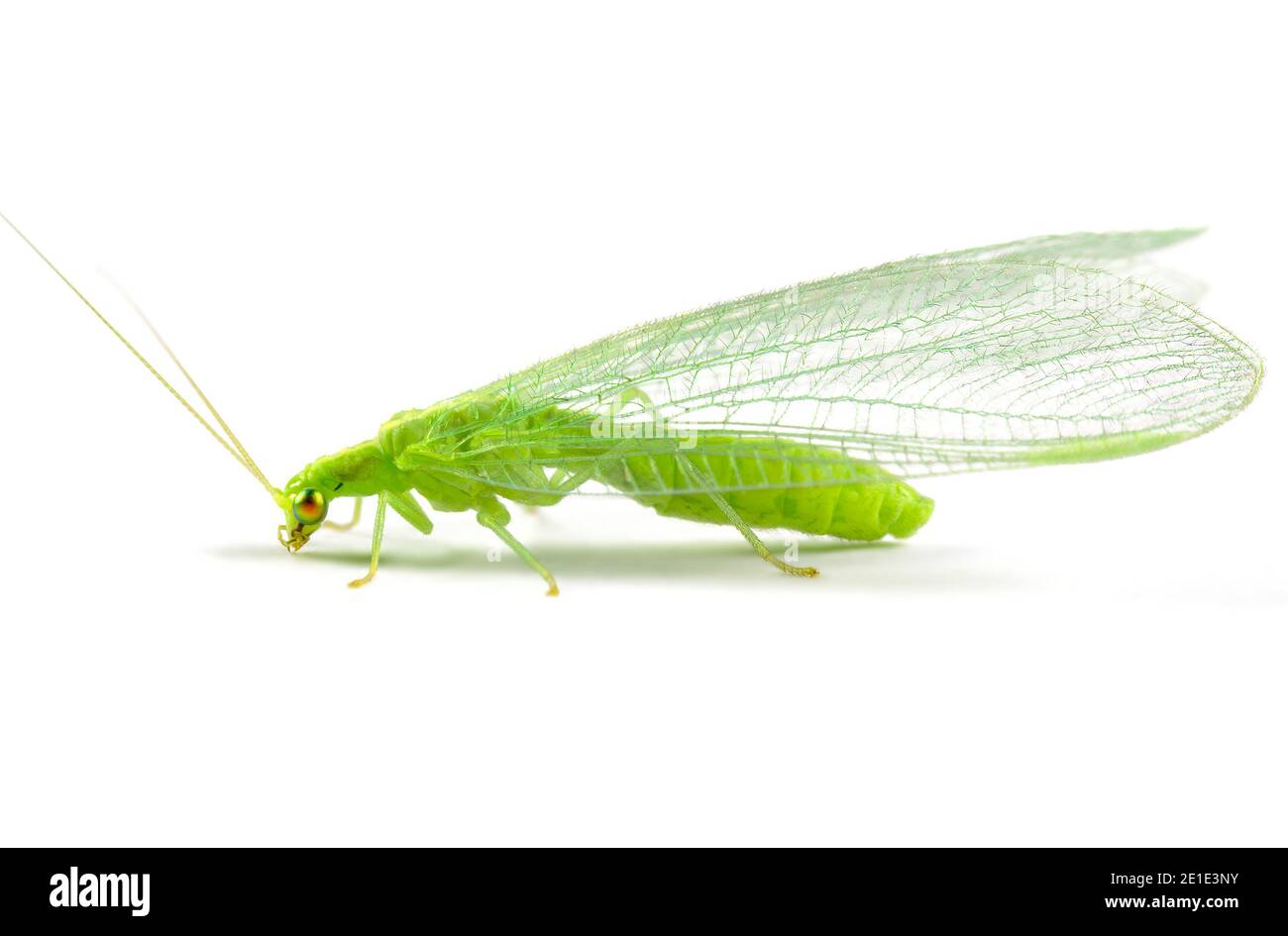 Entomology and lacewing hi-res stock photography and images - Alamy