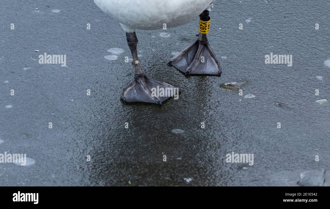 Webbed feet hi-res stock photography and images - Alamy