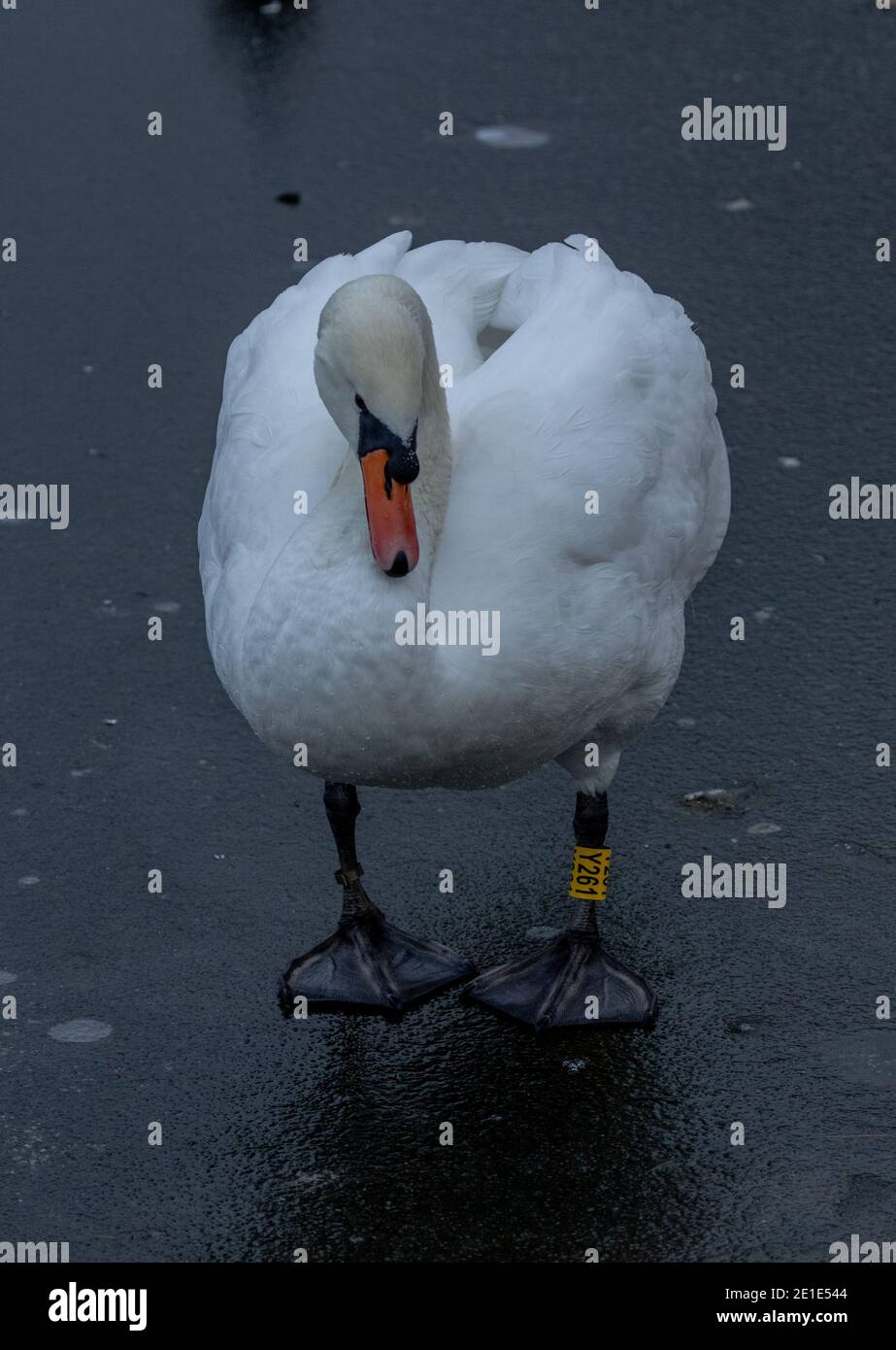 Swan feet hi-res stock photography and images - Alamy