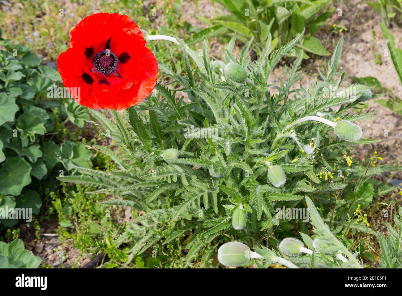 Poppy flower in full bloom Stock Photo - Alamy