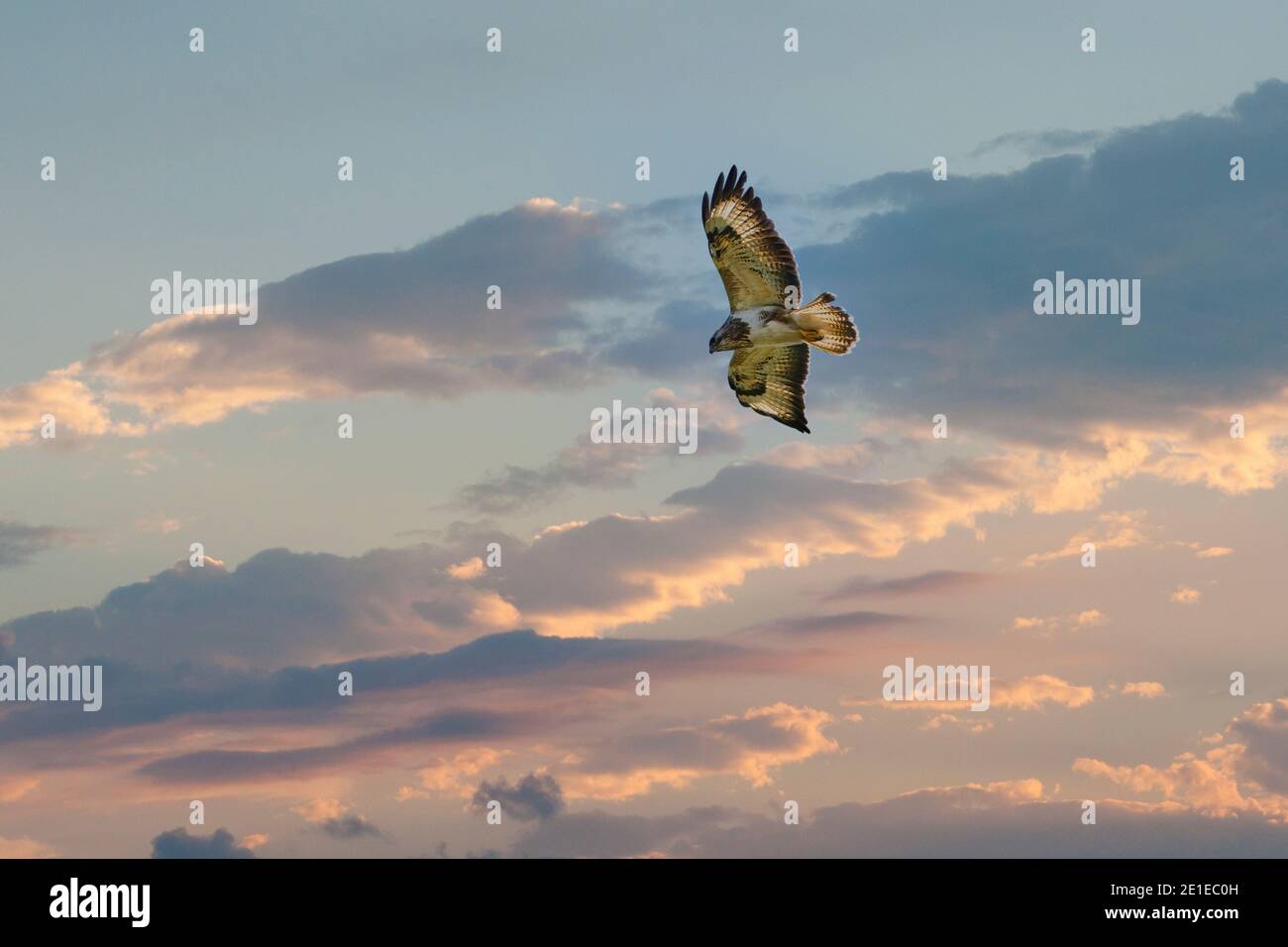 Eagle wings spread facing forward hi-res stock photography and images ...