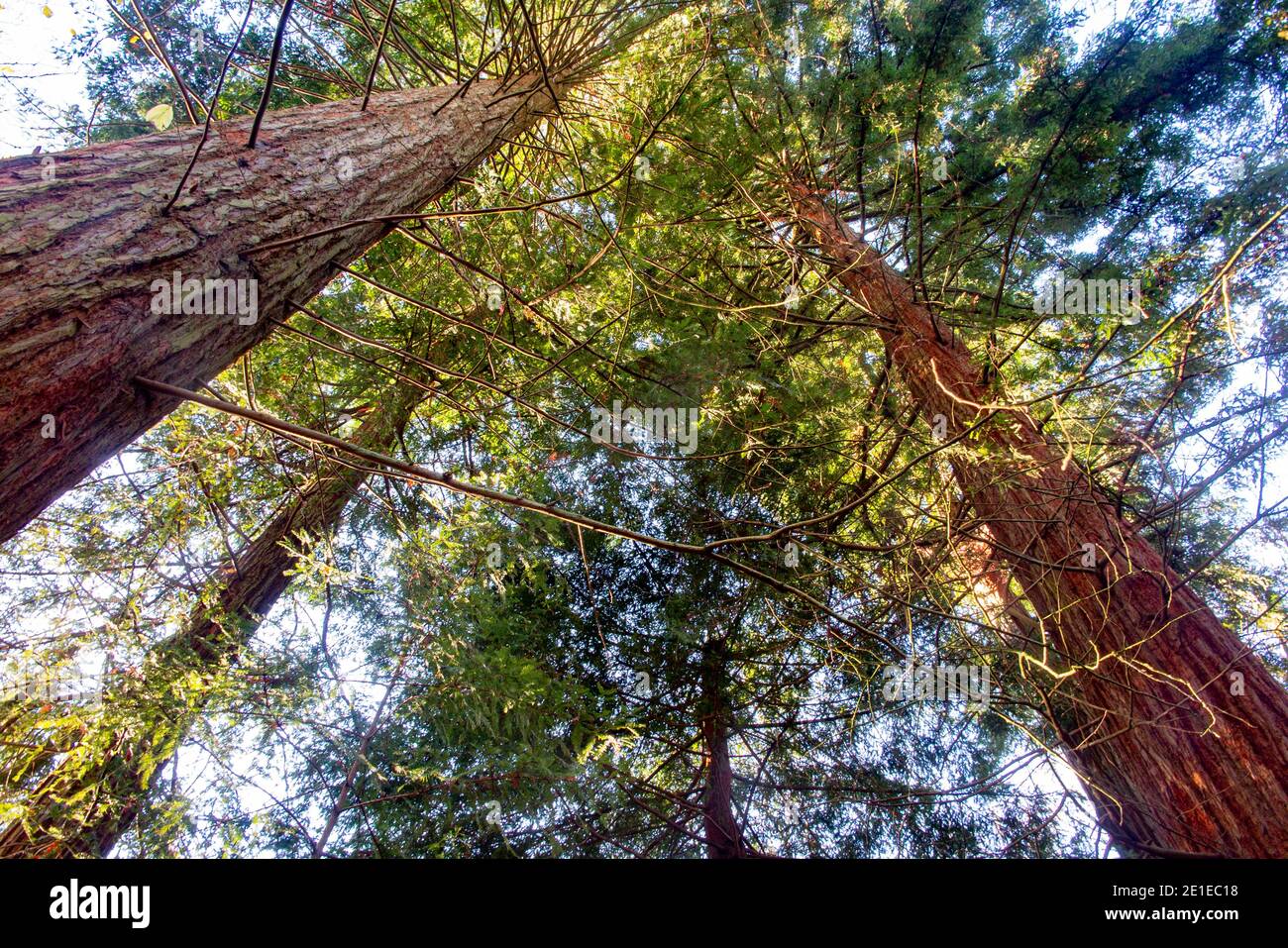Giant fir trees in Buckinghamshire woods, England Stock Photo - Alamy