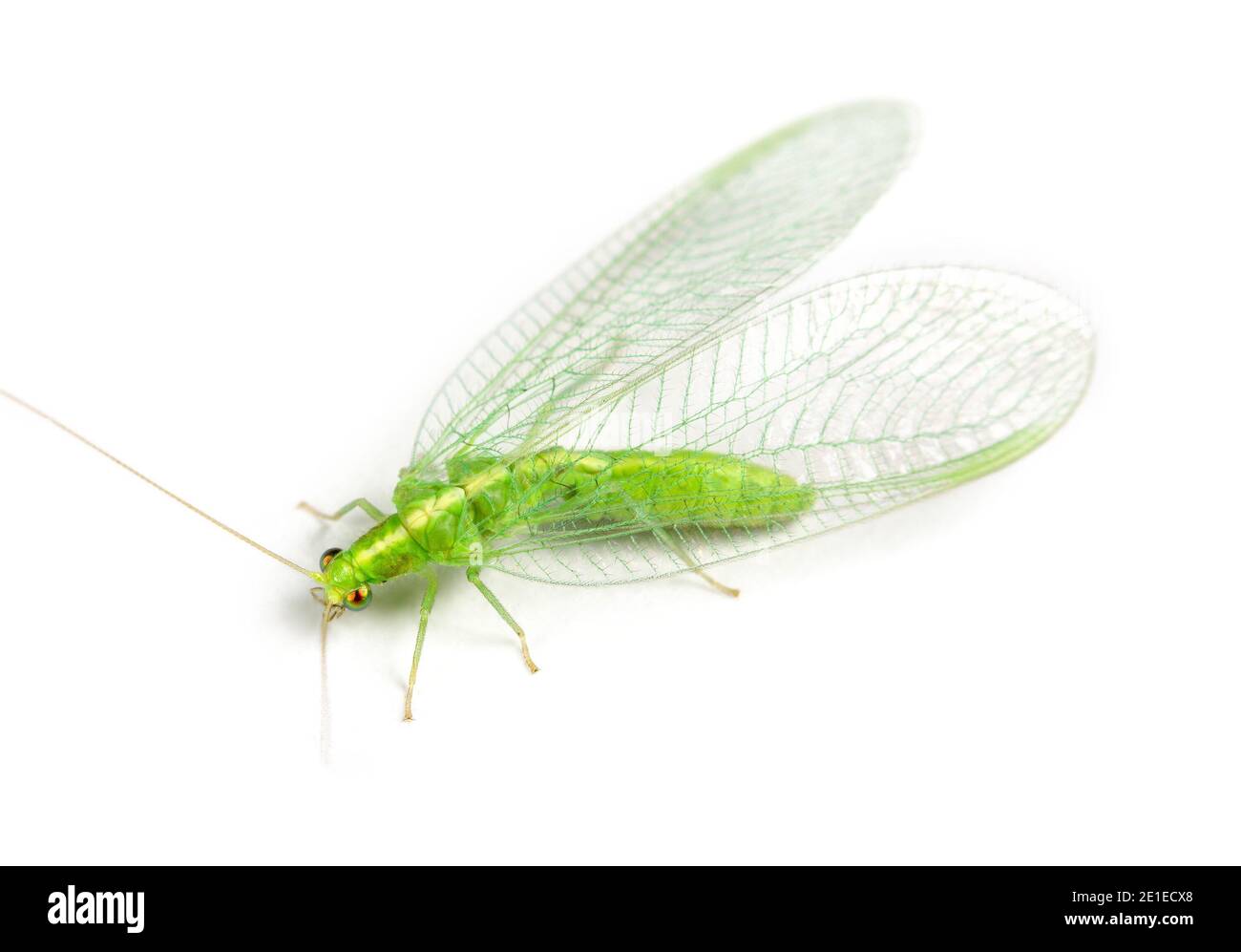 Entomology and lacewing hi-res stock photography and images - Alamy