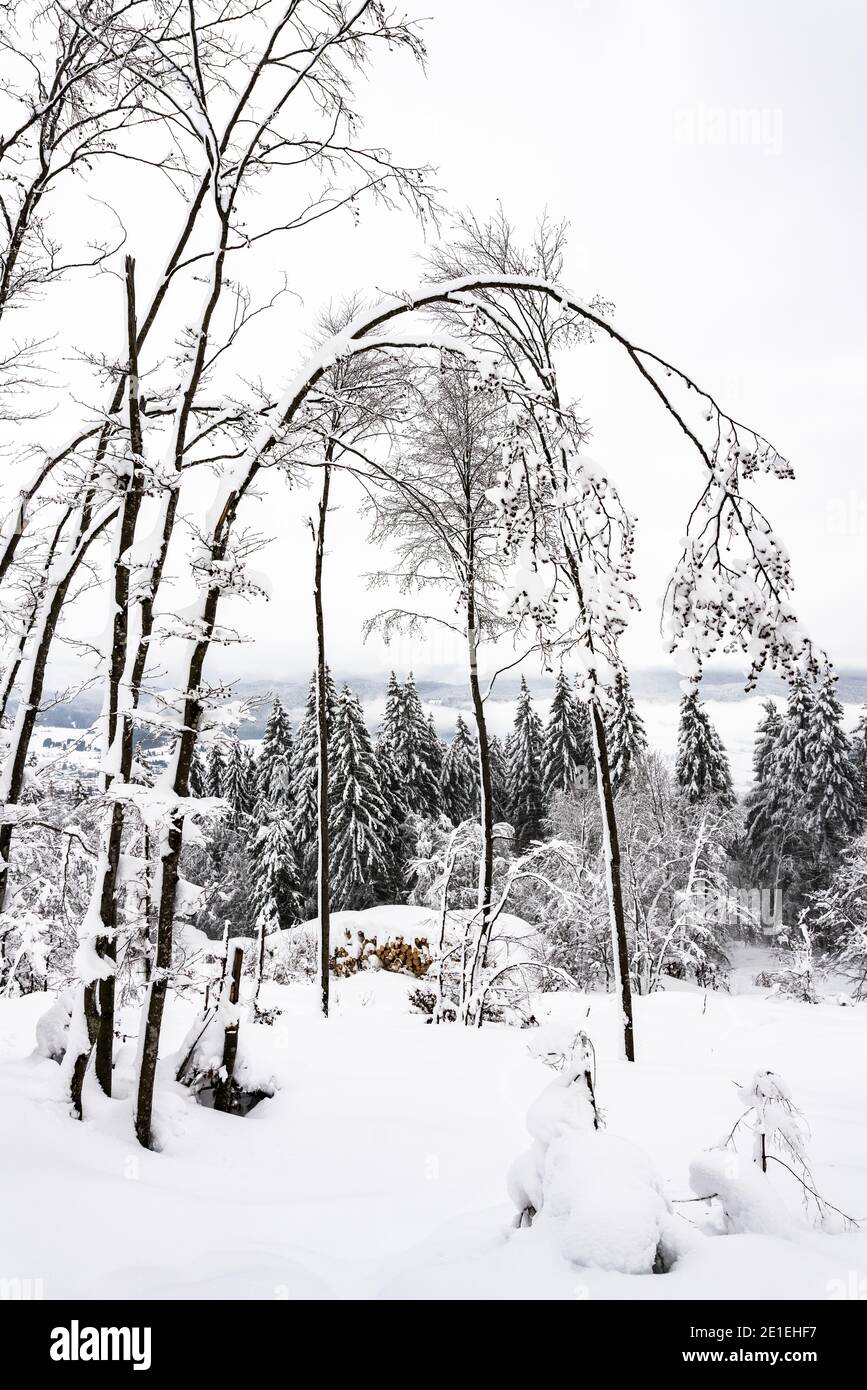 Winter landscape in Altopiano di Asiago after a heavy snow storm Stock ...
