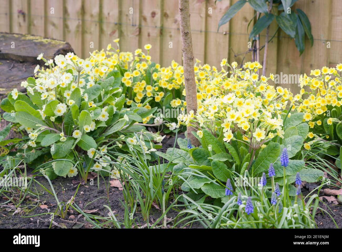 Wild primroses uk hi-res stock photography and images - Alamy