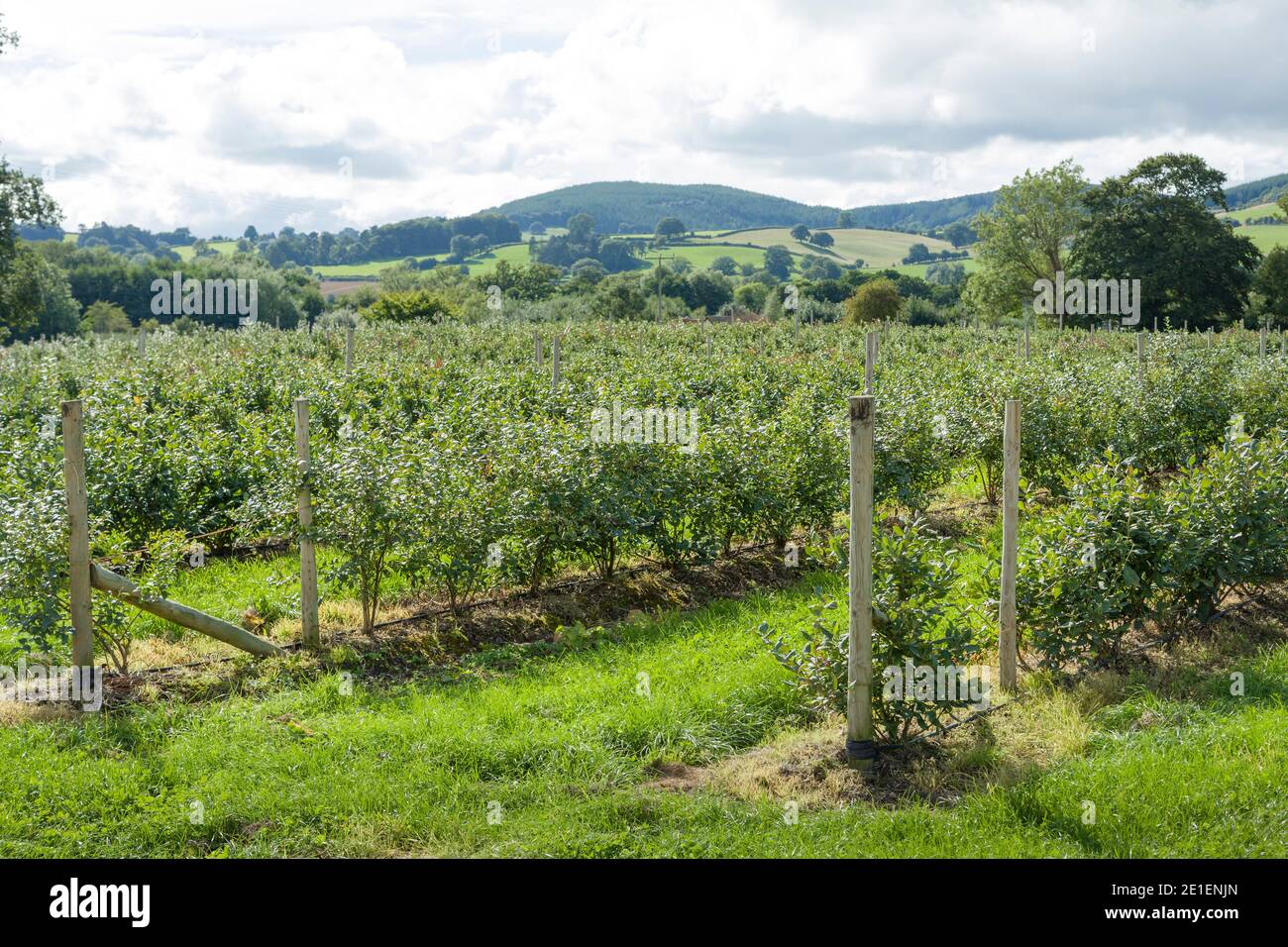 An orchard of blueberry bushes on a blueberry farm in Shropshire Hills ...