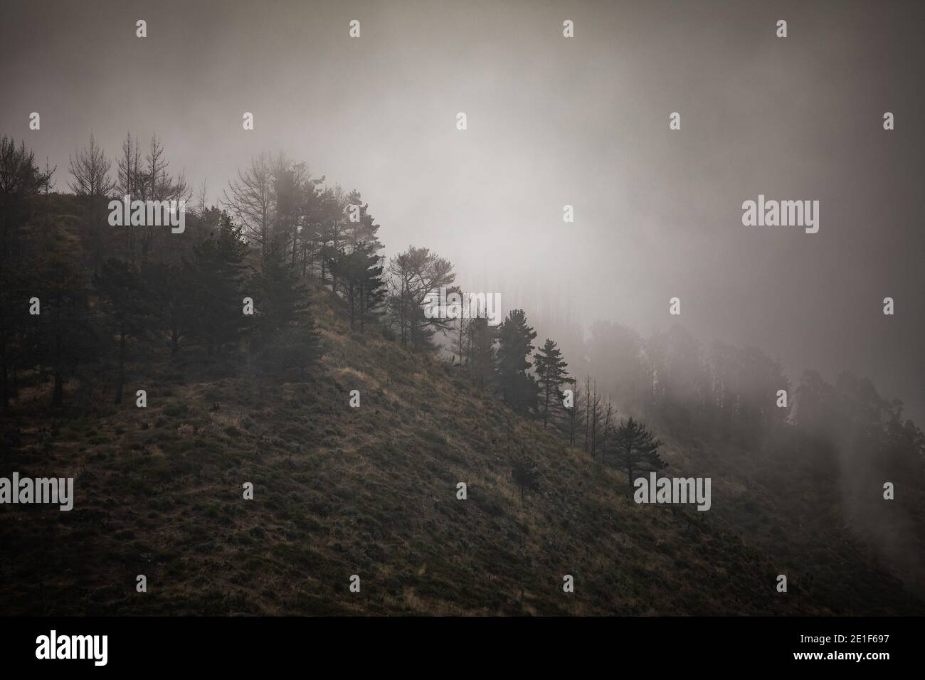 Dark, Foggy Hillside with Trees Stock Photo - Alamy