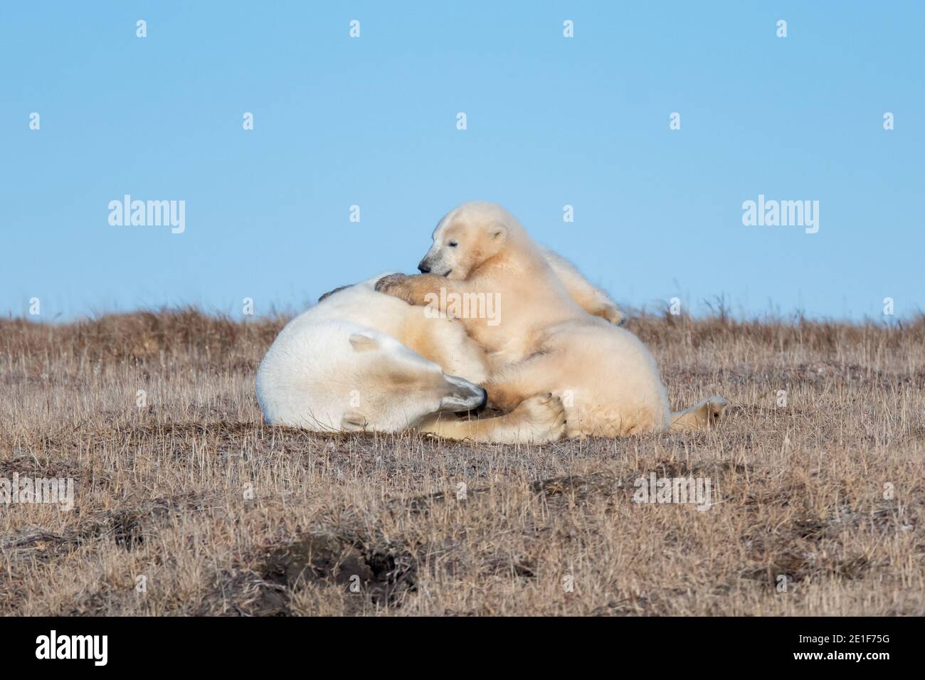 Playful Polar bears (Ursus maritimus) in the Arctic Circle of Kaktovik, Alaska Stock Photo - Alamy