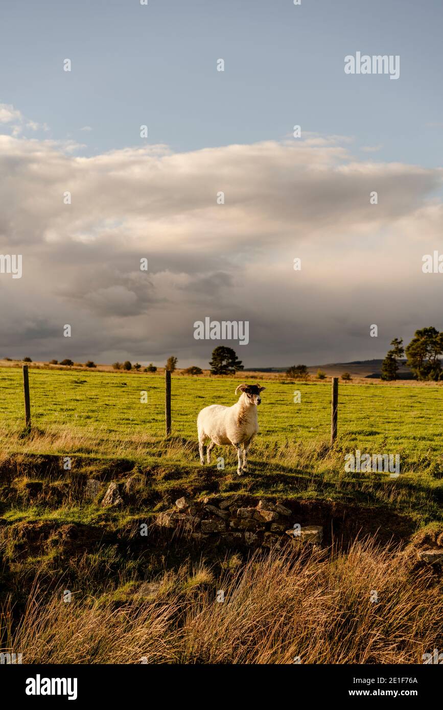 Sheep in the english countryside at sunset Stock Photo - Alamy