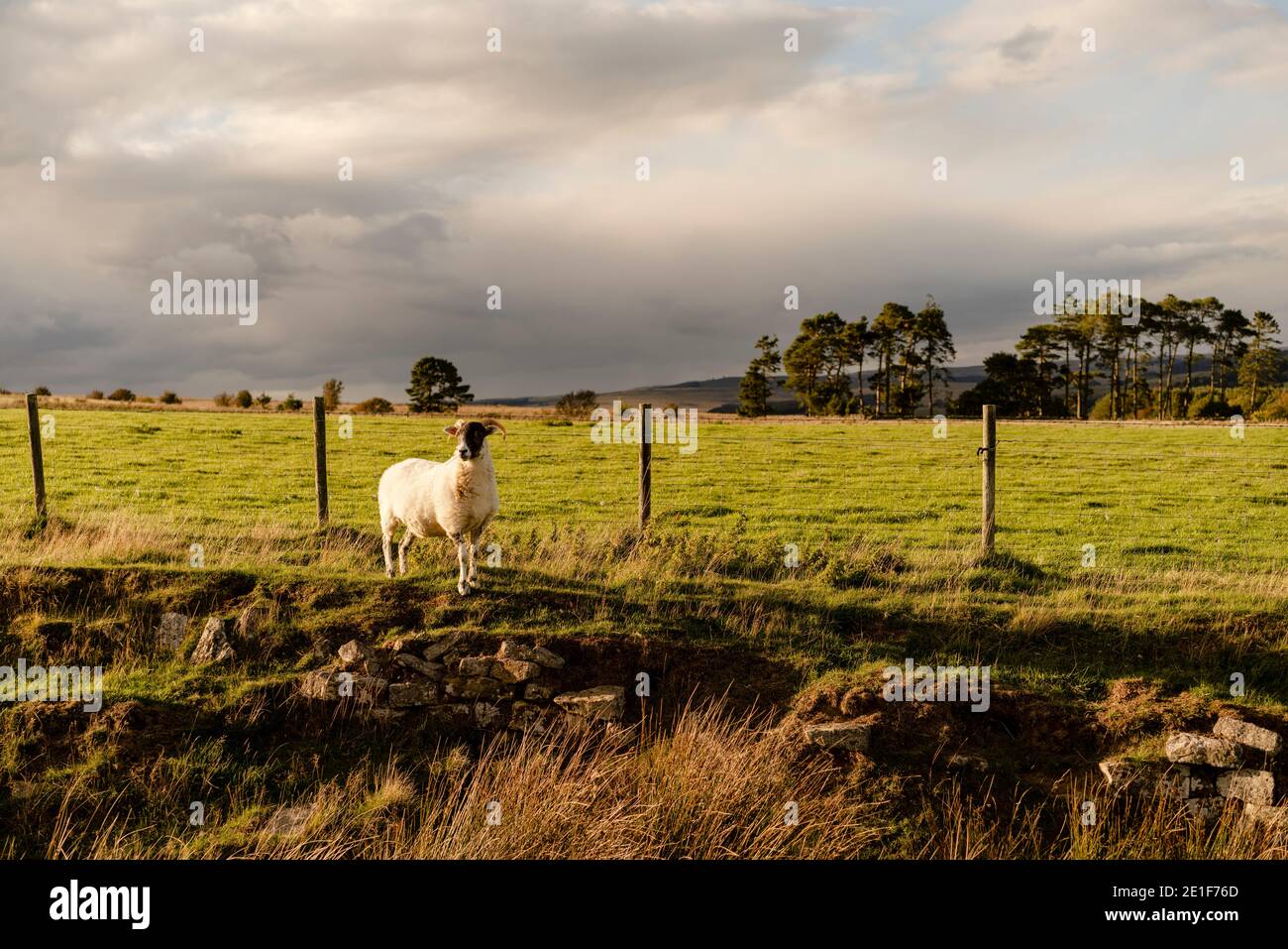 Sheep in the english countryside at sunset Stock Photo - Alamy