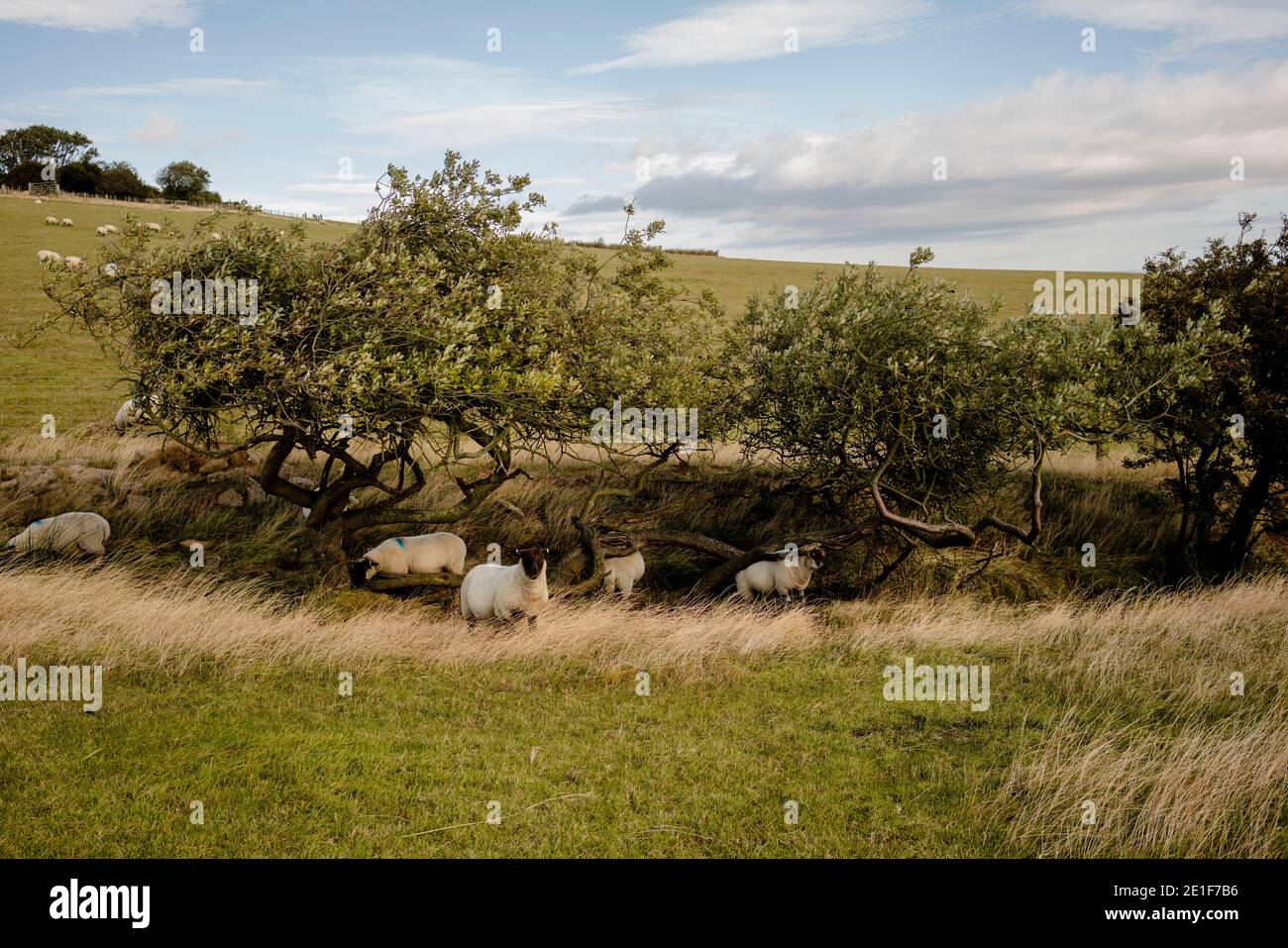 Sheep in the english countryside near Robins Hood's Bay Stock Photo - Alamy