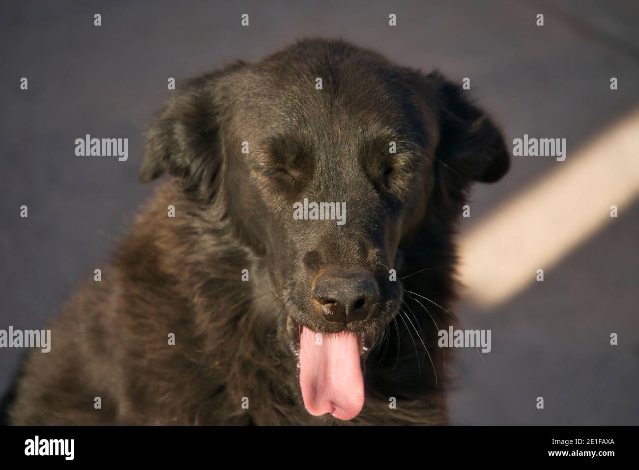 Cute black dog hi-res stock photography and images - Alamy