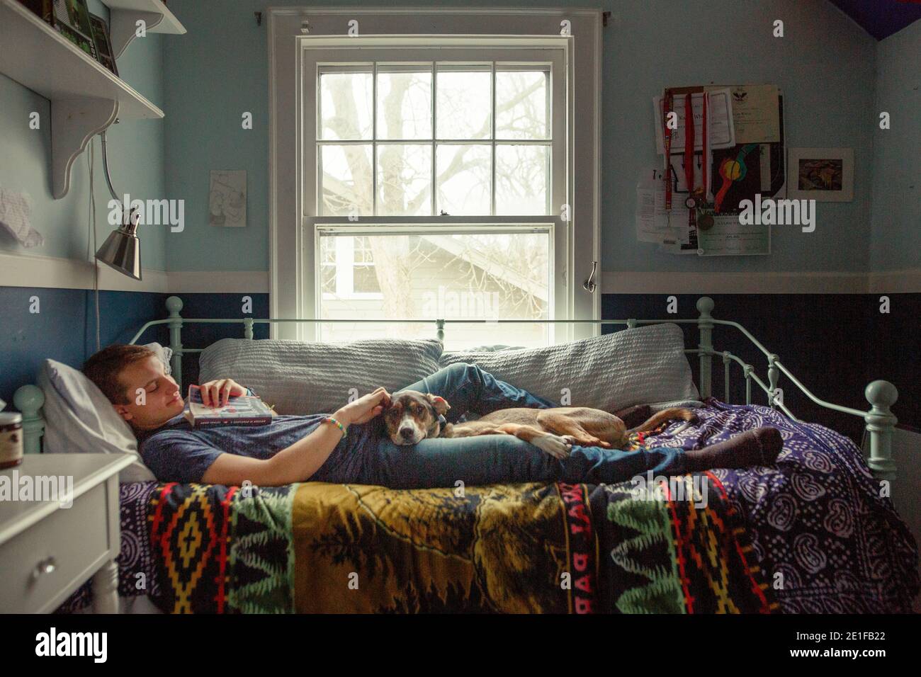 Dog resting bed man bed hi-res stock photography and images - Alamy