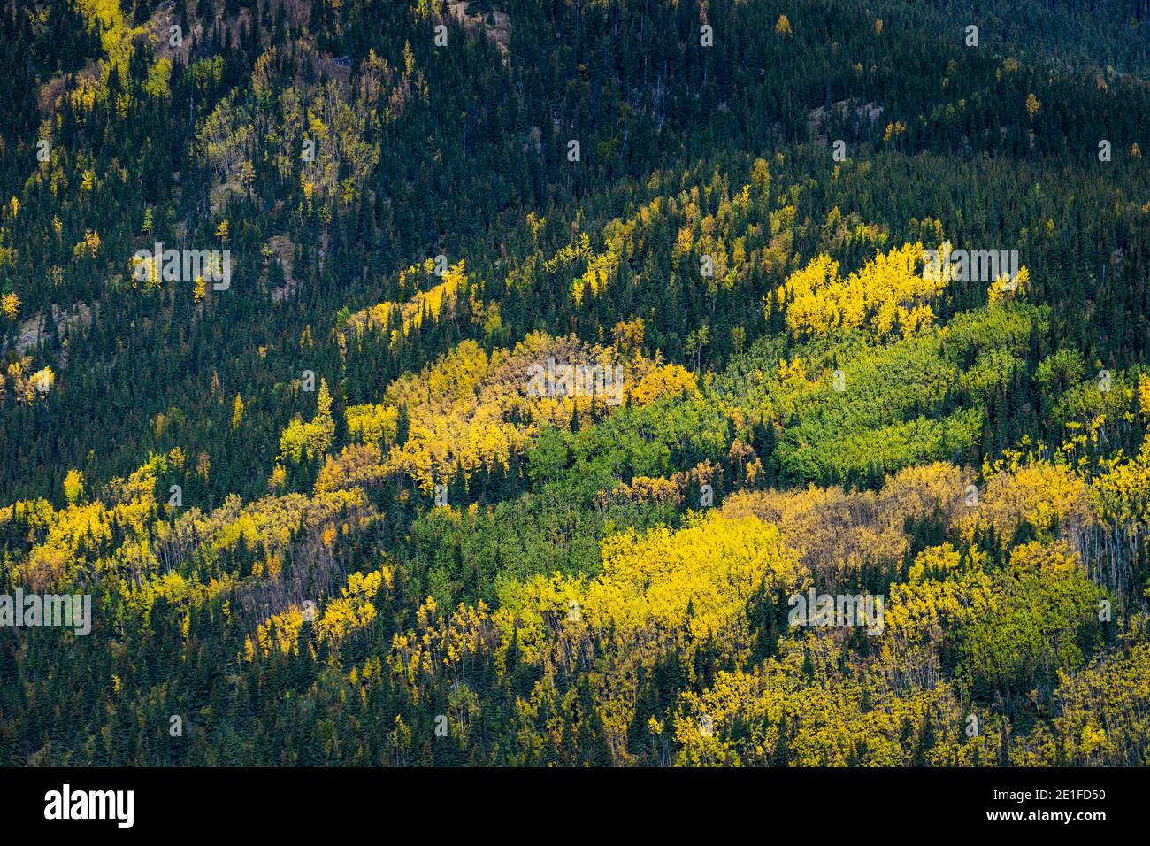Aerial view of trees turning colors in autumn, Denali National Park And ...