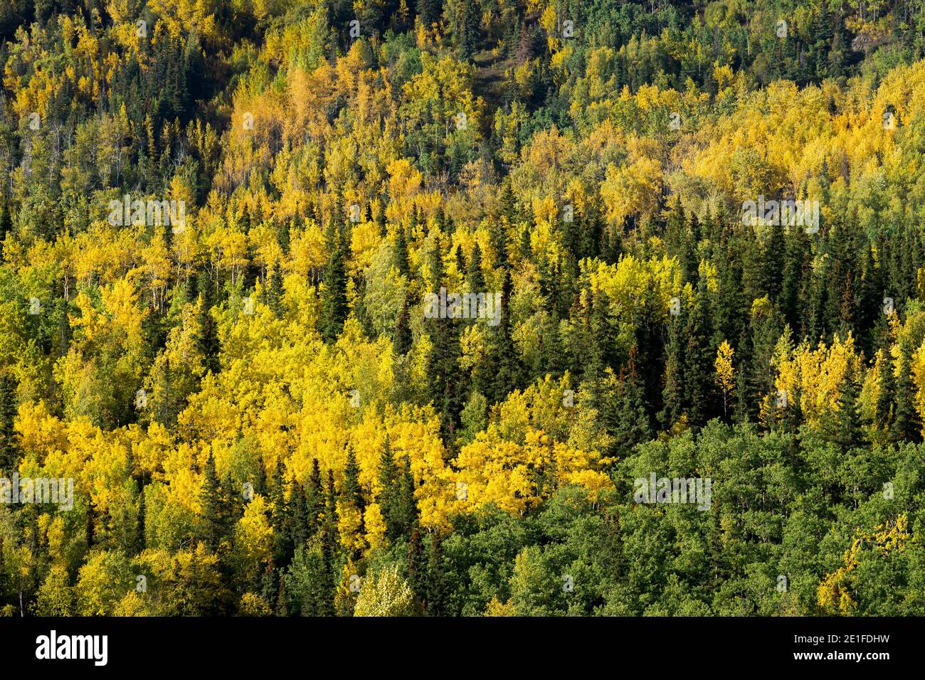 Broadleaf evergreen forest hi-res stock photography and images - Alamy