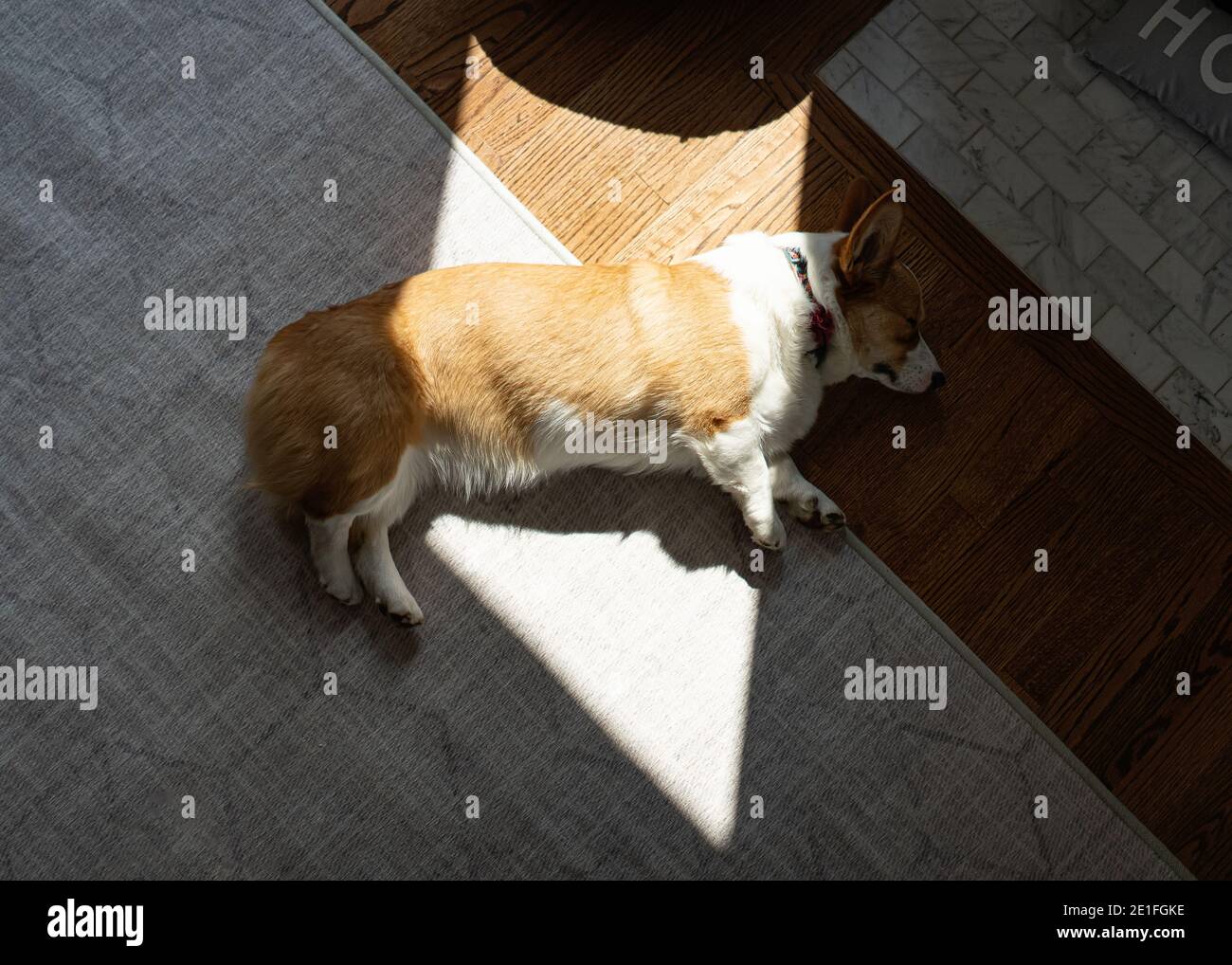 top down view of corgi dog laying in patch of sun on floor indoors ...