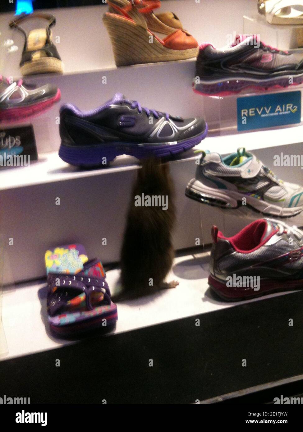 Rat in shoe hi-res stock photography and images - Alamy