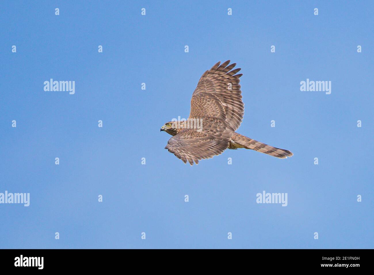 Sparrowhawk flying hi-res stock photography and images - Alamy