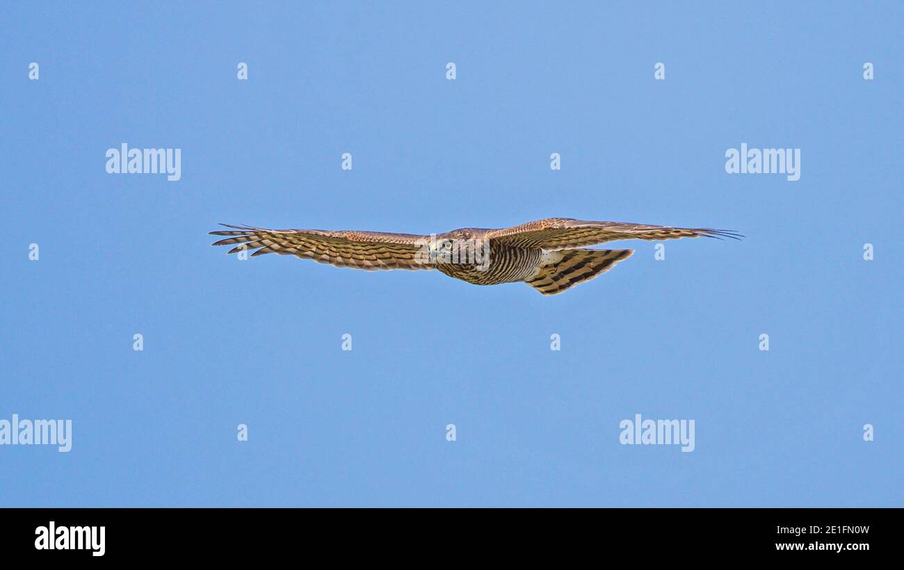 Sparrowhawk flying hi-res stock photography and images - Alamy