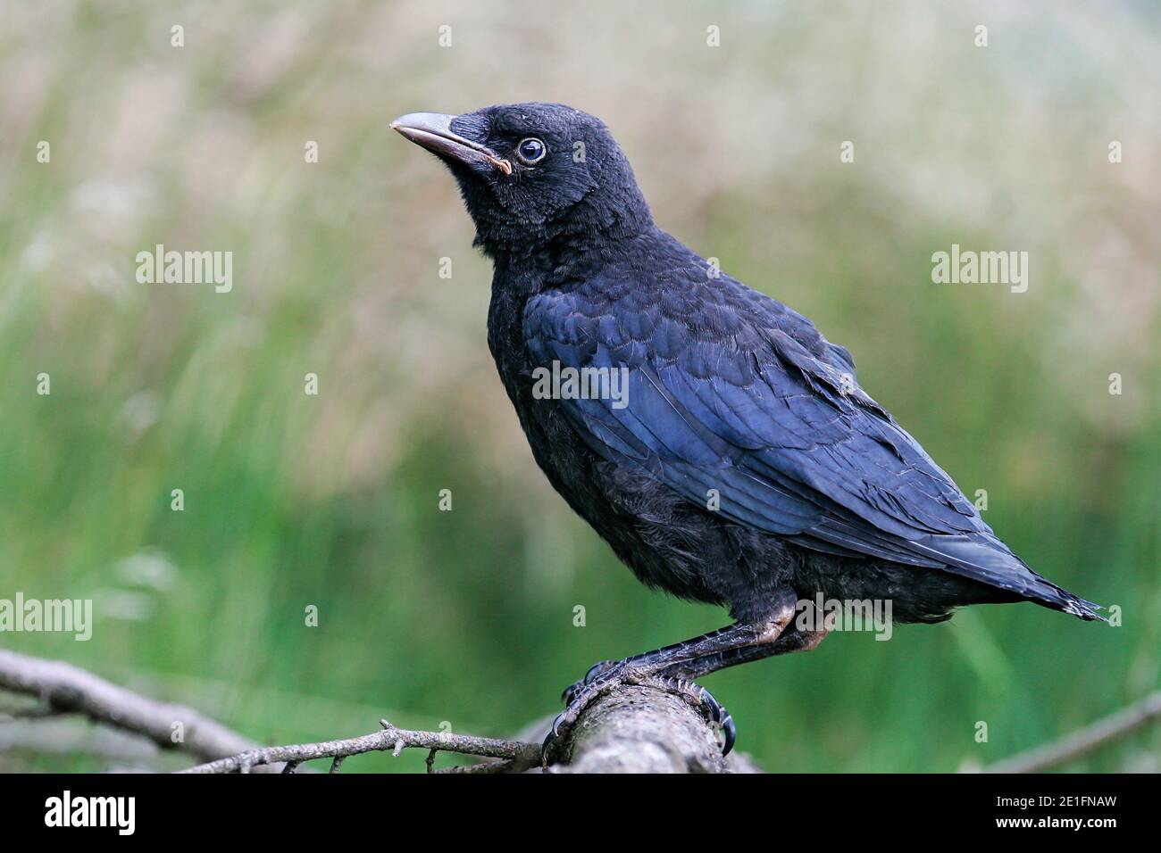 Carrion crow nest hi-res stock photography and images - Alamy