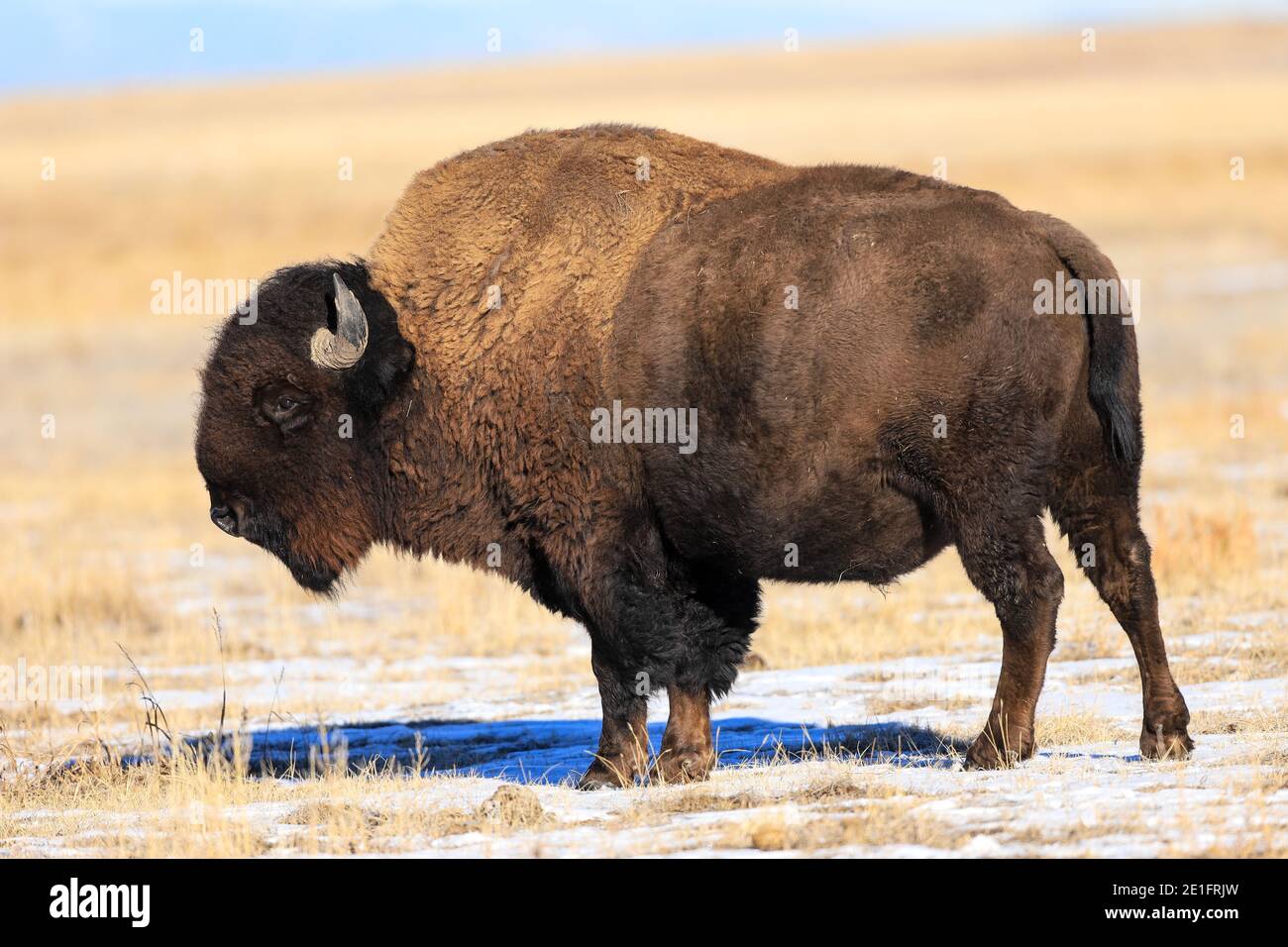 American Bison buffalo Stock Photo - Alamy