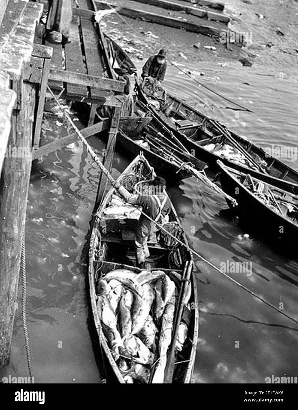 Loading fish from fishing boats at the codfish station at Pirate Cove ...