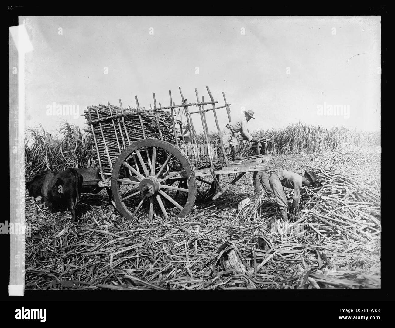 Loading cane on ox cart, Cuba Stock Photo - Alamy